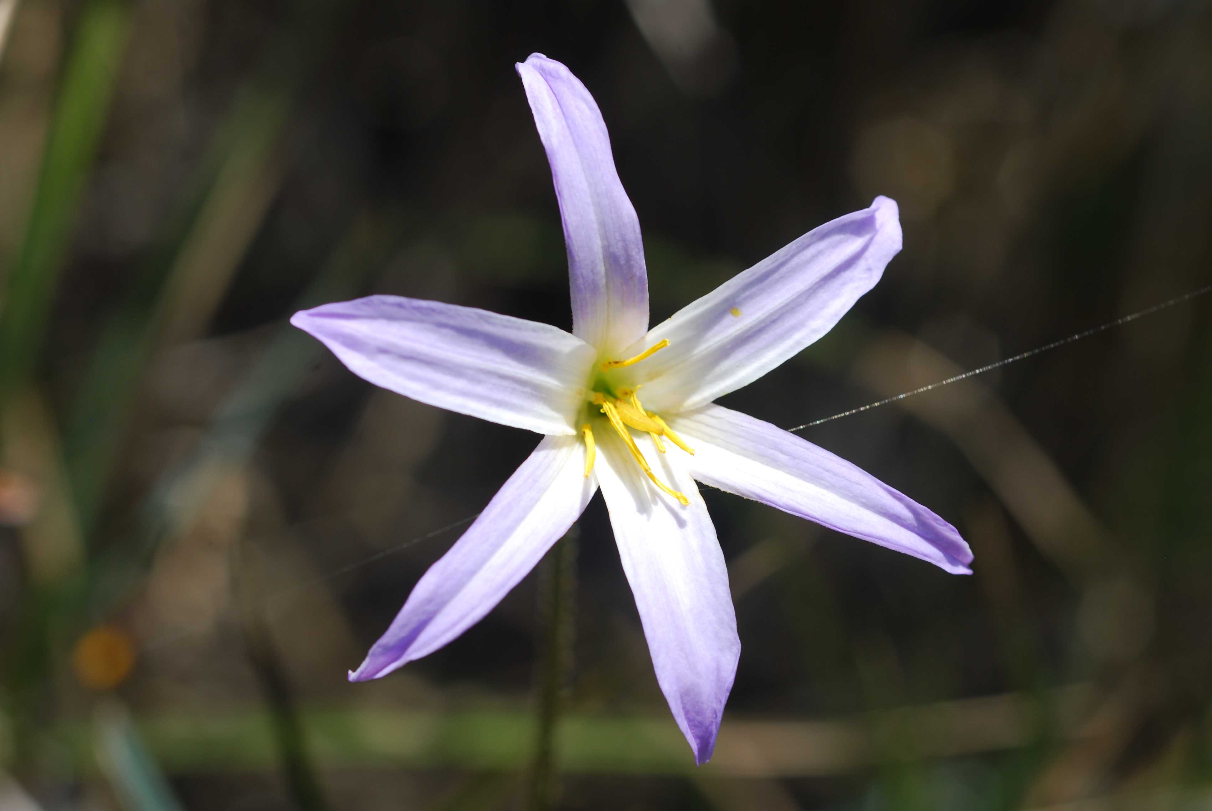 Xerophyta - Lehrstuhl Allgemeine und Spezielle Botanik und Botanischer ...